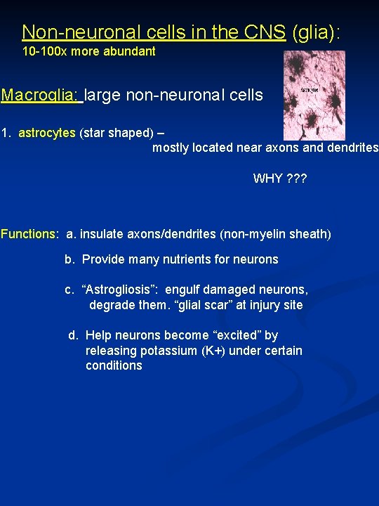Nonneuronal cells in the CNS glia 10 100