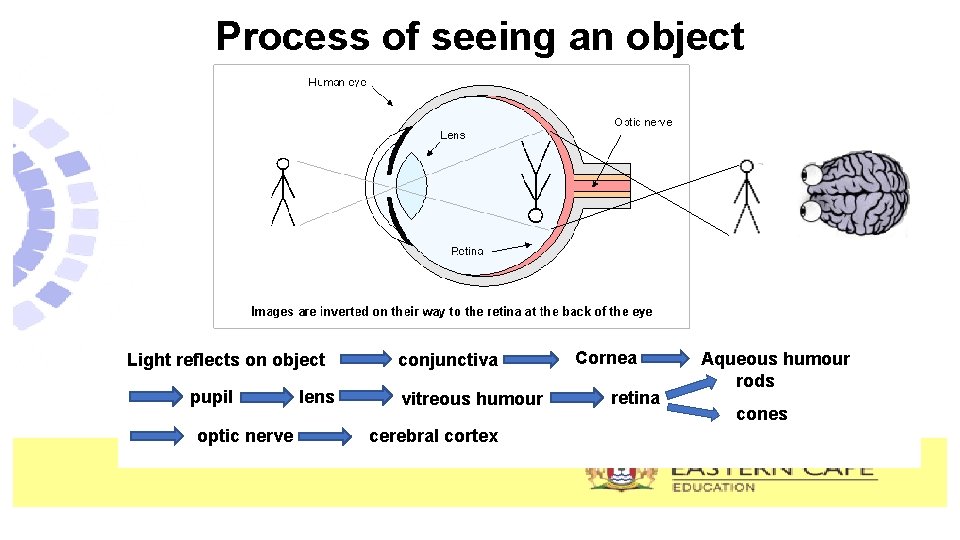 EYE STRUCTURE AND FUNCTION SUBJECT LIFE SCIENCES LEAD