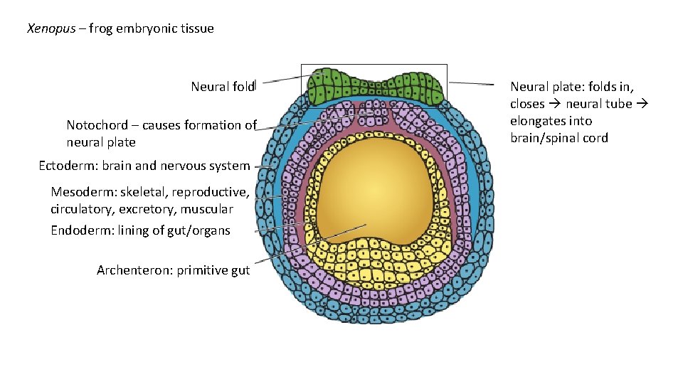 A 1 Neural Development Understandings The neural tube