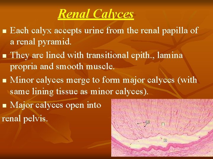 The urinary passage Objectives By the end of