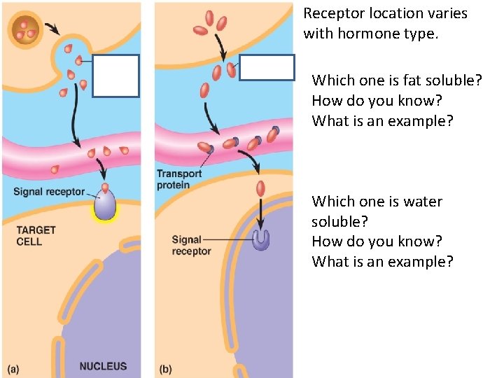Chapter 45 Hormones and the Endocrine System Receptor