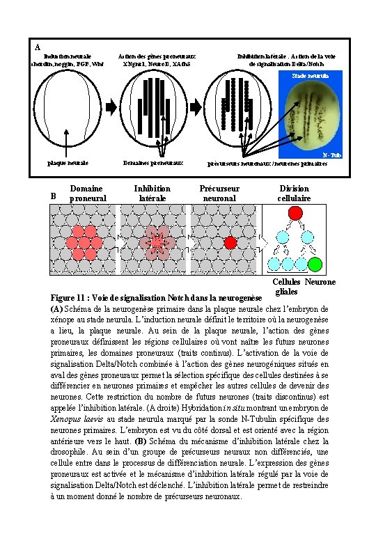A Induction neurale chordin noggin FGF Wnt Action