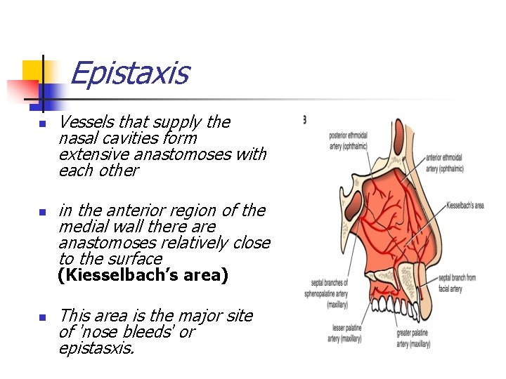 The Nasal Cavity Prof Dr Mohammed Hisham AlMuhtaseb