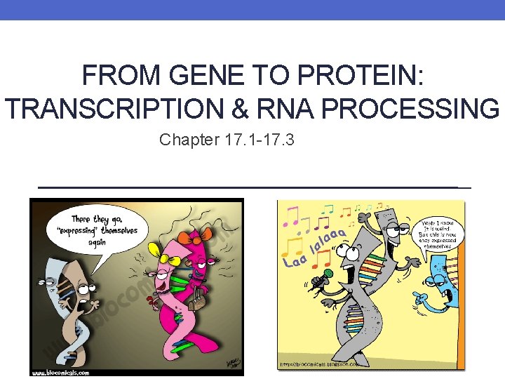 FROM GENE TO PROTEIN TRANSCRIPTION RNA PROCESSING Chapter