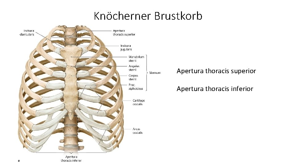 Oberflchenanatomie des Thorax Lymphknoten und Lymphwege vom Thorax