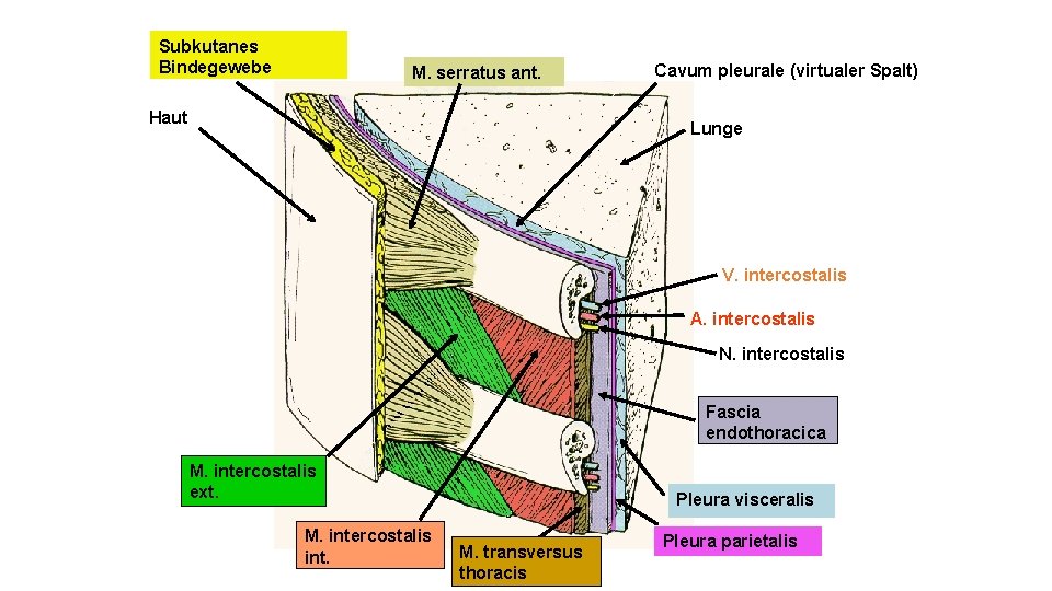 Oberflchenanatomie des Thorax Lymphknoten und Lymphwege vom Thorax