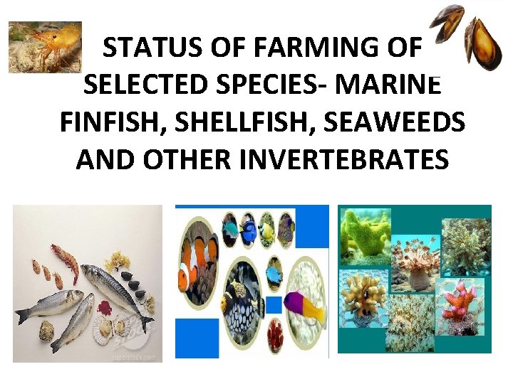 STATUS OF FARMING OF SELECTED SPECIES MARINE FINFISH