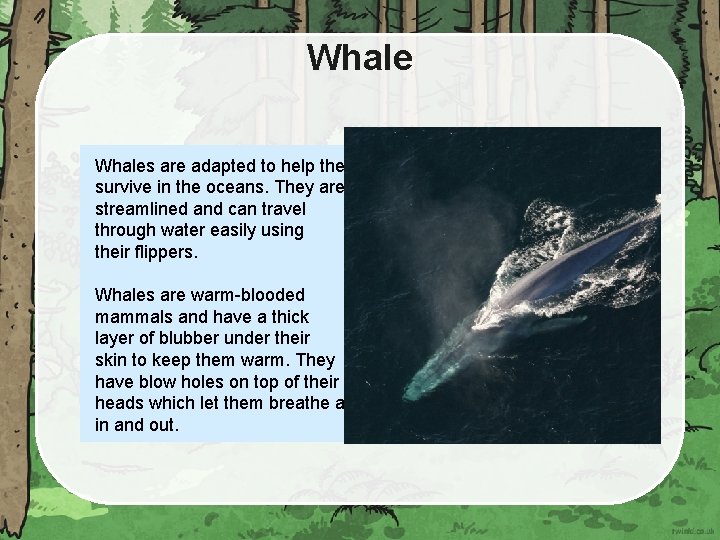 What Is Adaptation Adaptation is the process of