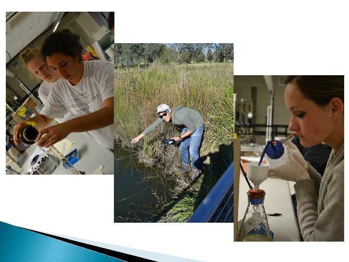 Chironomid Abundance as An Indicator of Water Conditions