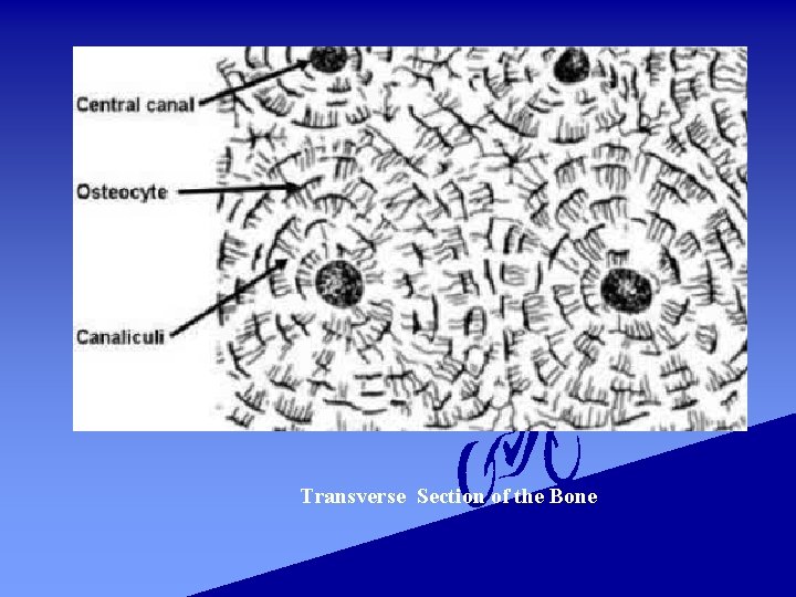 ZOO 112 The Mammalian Body Skeletal and Muscular