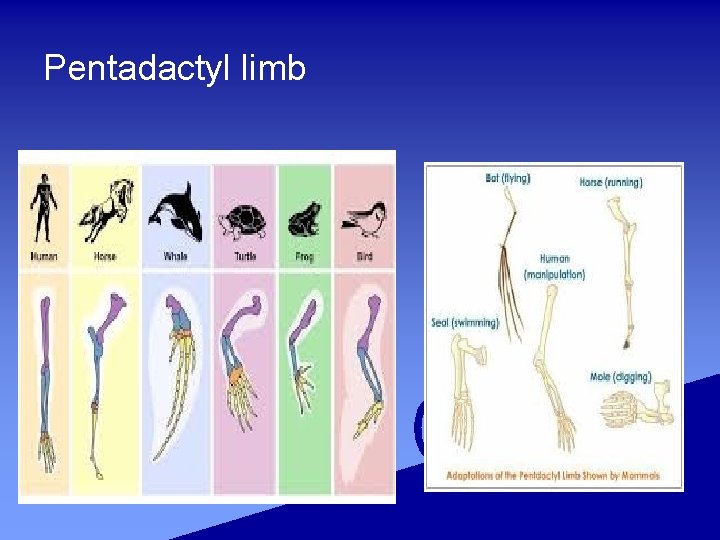 ZOO 112 The Mammalian Body Skeletal and Muscular