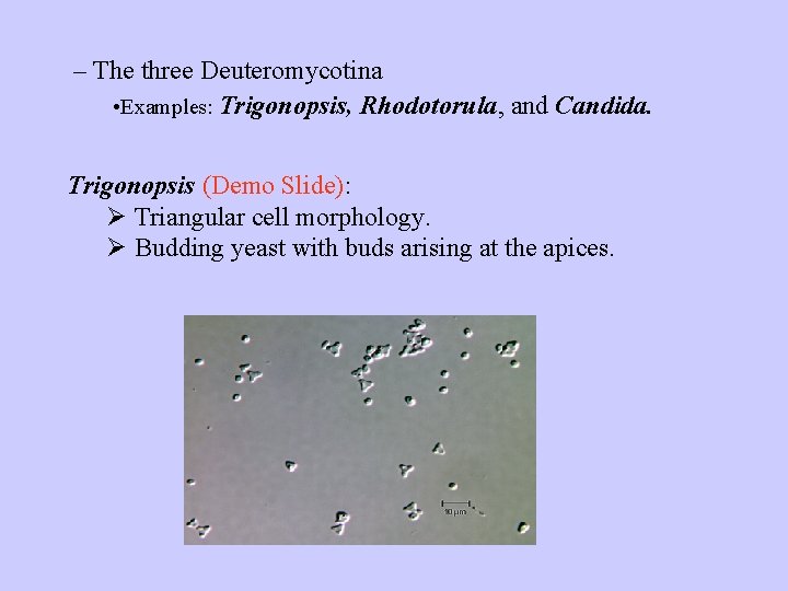 Introduction to Lab 5 Ex Fungi Yeasts The