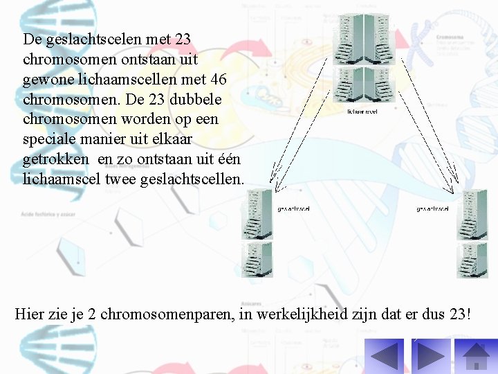 Erfelijkheid Voor deze powerpoint presentatie worden de doelstellingen