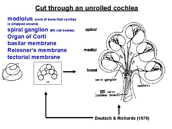 Anatomy of the Sensorineural Mechanism The Bony Labyrinth