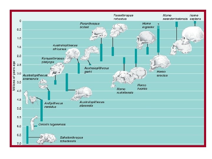 Human Evolution Chapter 3 Darwin and Human Evolution