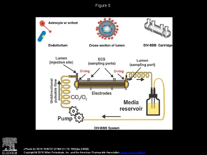 In Vitro BloodBrain Barrier ModelsAn Overview of Established