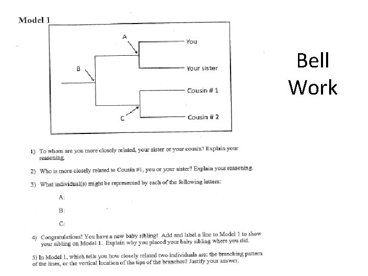Chapter 17 Organizing Lifes Diversity Classification Classification ...