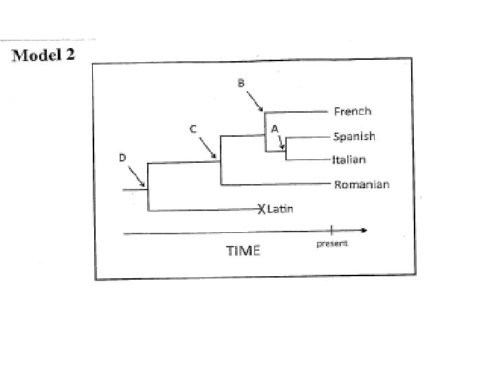 Chapter 17 Organizing Lifes Diversity Classification Classification ...