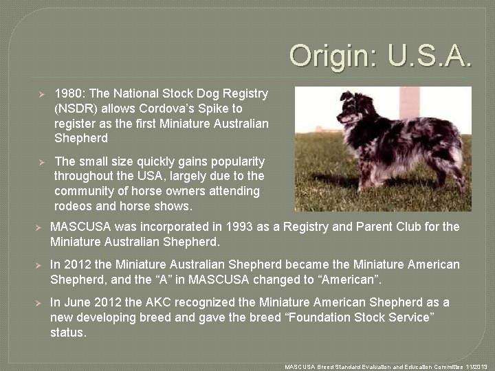 The Miniature American Shepherd Breed Standard Education Presentation
