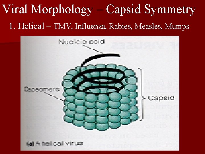 Viruses Viroids Prions Dr Bhavesh Patel Principal V