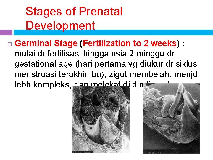 PSIKOLOGI PERKEMBANGAN 1 CH 4 PREGNANCY AND PRENATAL
