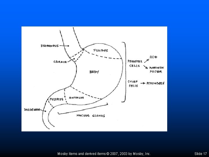 Chapter 25 Anatomy of the Digestive System Mosby