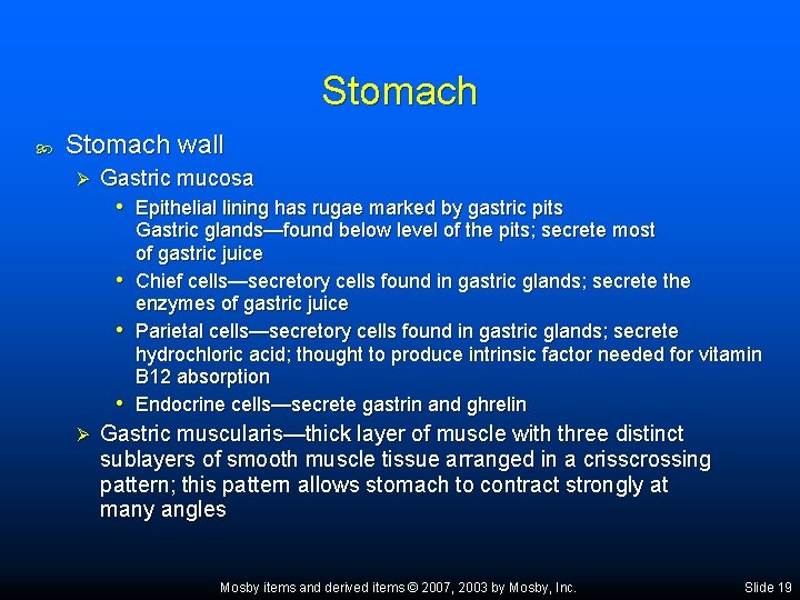 Chapter 25 Anatomy of the Digestive System Mosby