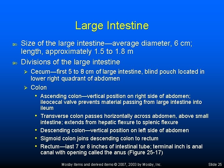 Chapter 25 Anatomy of the Digestive System Mosby