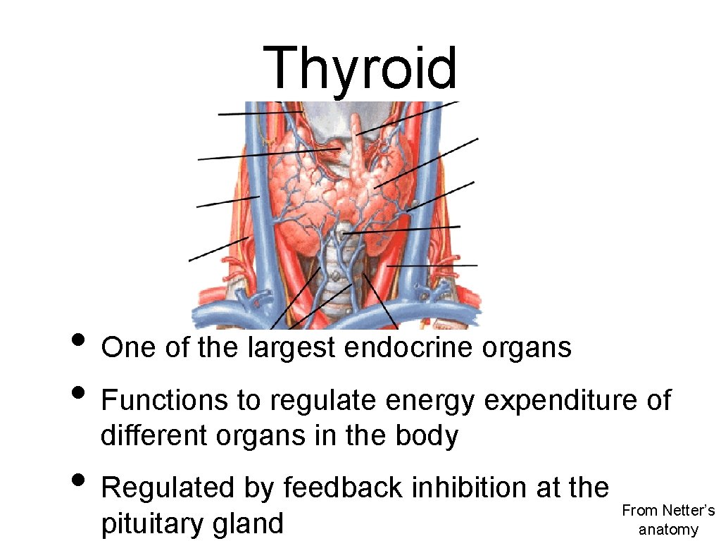 Diabetes and Hypothyroidism Aaron Rockoff MD Fellow in