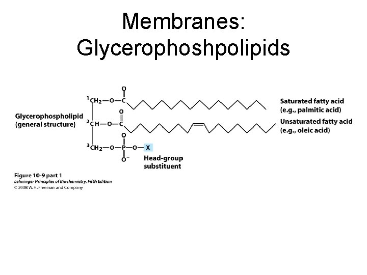Chemistry 2100 Lecture 9 Carbohydrates Molecular formula CH