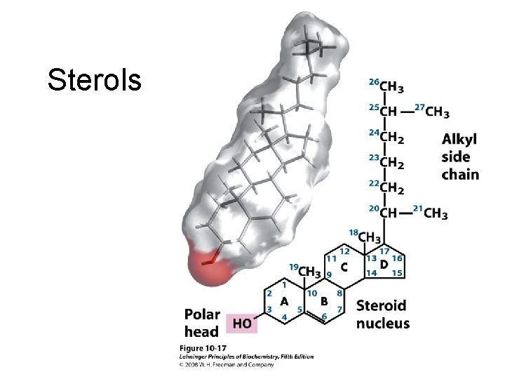 Chemistry 2100 Lecture 9 Carbohydrates Molecular formula CH