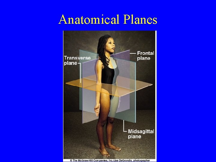 Human Anatomy and Physiology II Lab Life Sciences