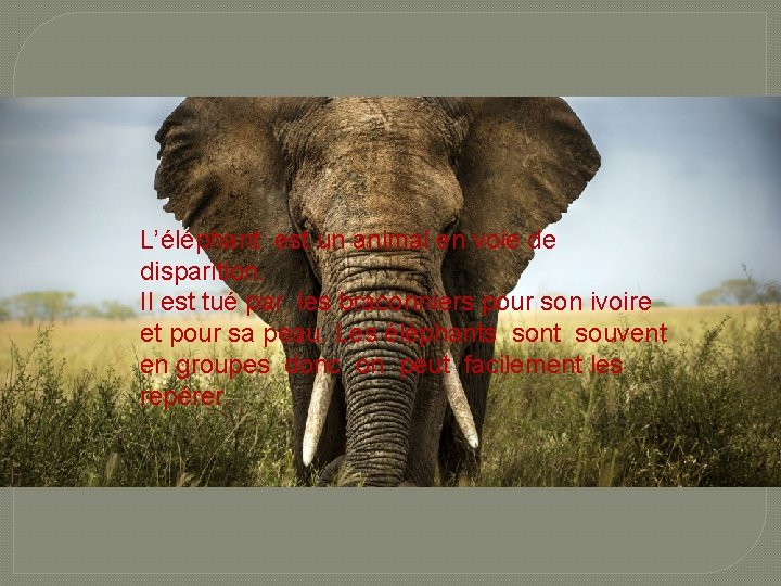 LES ANIMAUX EN Voie DE DISPARITION A cause