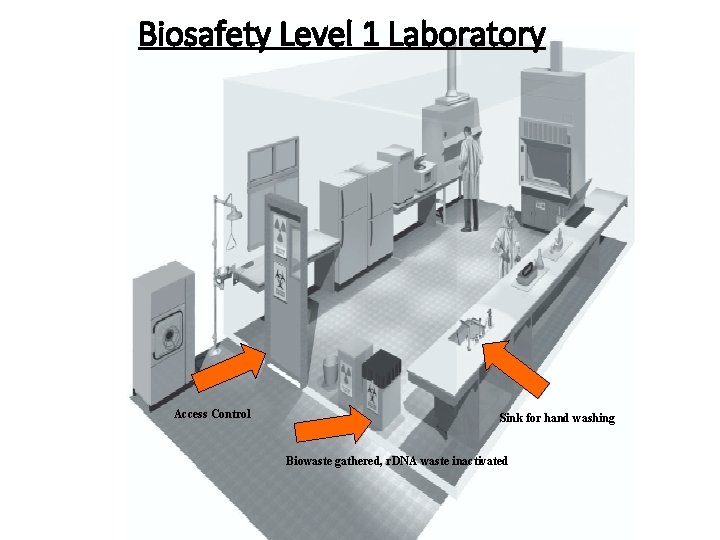 Biosafety and Bloodborne Pathogens GuidelinesRegulations Guidelines and ...