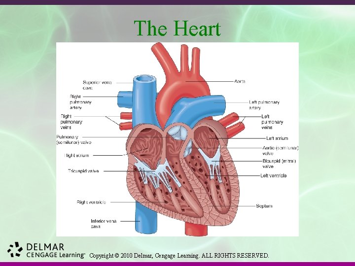 Chapter 8 Cardiovascular System Diseases and Disorders Copyright