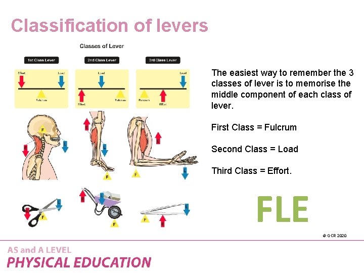 Component 1 1 3 a Biomechanical principles levers