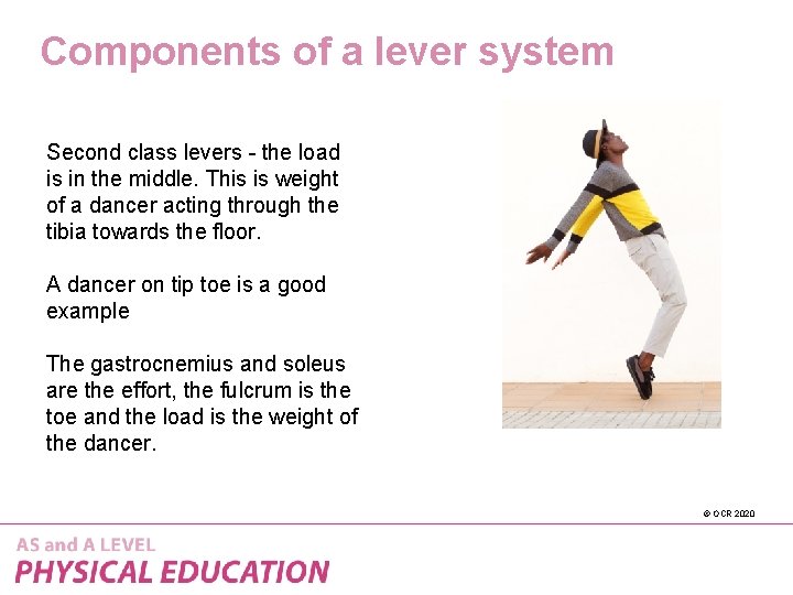 Component 1 1 3 a Biomechanical principles levers