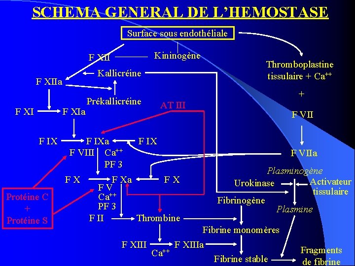 LES ANTICOAGULANTS DEFINITIONS 3 tapes Hmostase Coagulation Fibrinolyse