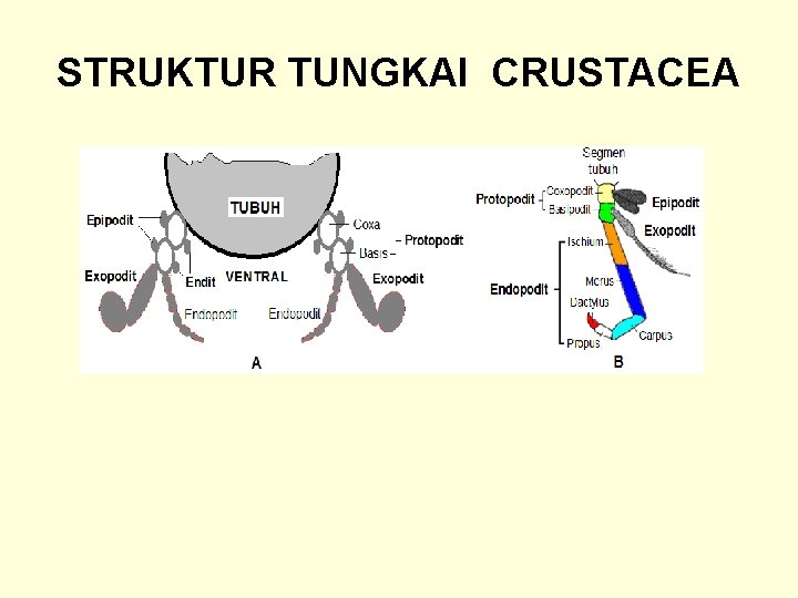 MORFOLOGI CRSUTACEA MORFOLOGI CRUSTACEA DEWASA STRUKTUR TUNGKAI CRUSTACEA
