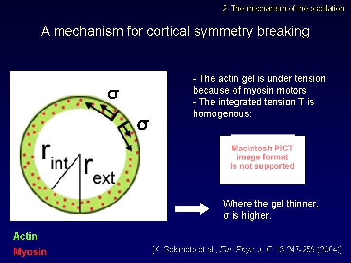 Cortical actomyosin gel breakage triggers shape oscillations in