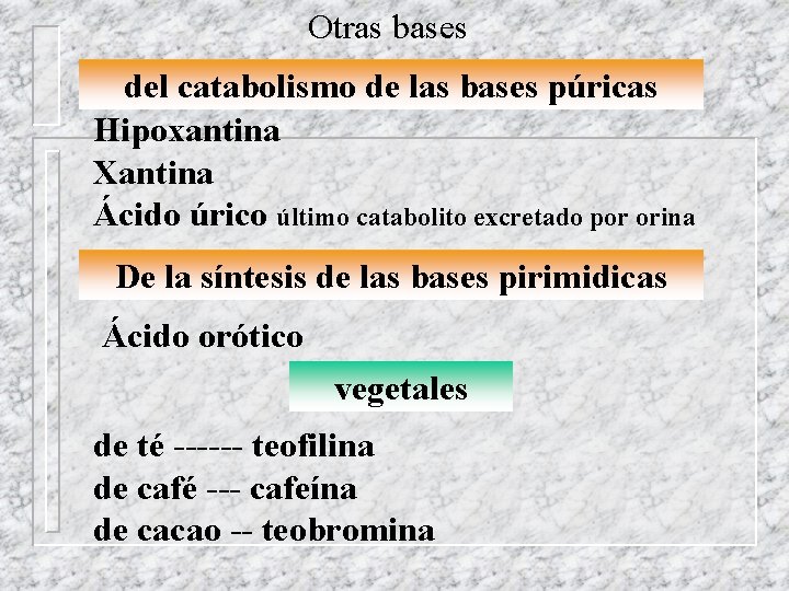 Metabolismo de Nucletidos Profesor Dr Marcelo O Lucentini