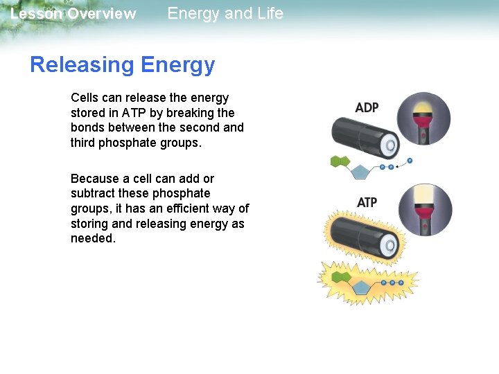 Lesson Overview Energy and Life Lesson Overview 8