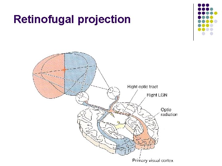 The Central Visual System 10 2008015086 INTRODUCTION INTRODUCTION