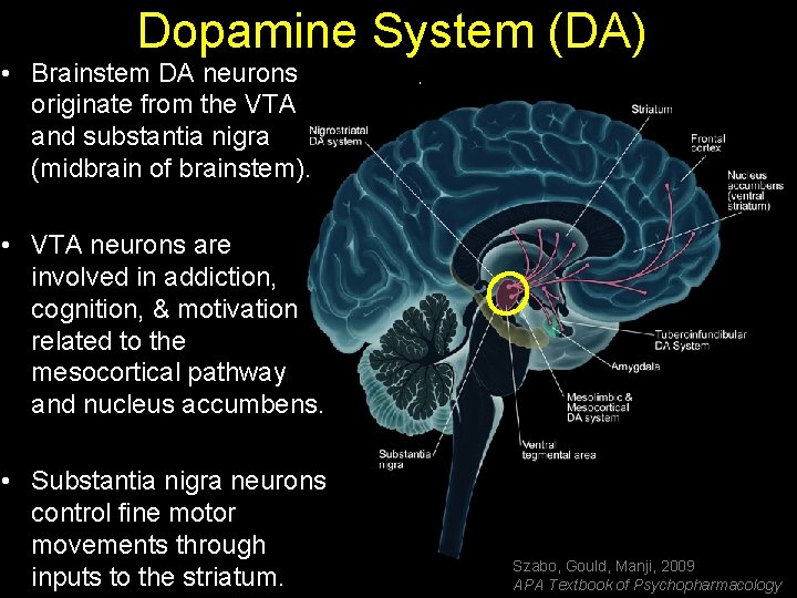 Neuromodulatory Systems in the Brainstem A Focus on