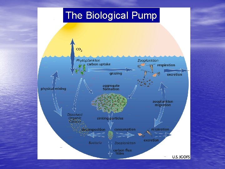 CRE 18 Biogeochemical Cycling of C N and