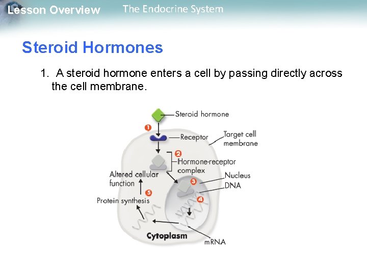 Lesson Overview The Endocrine System Lesson Overview 34