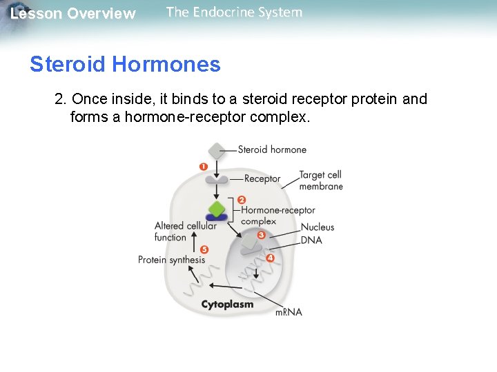 Lesson Overview The Endocrine System Lesson Overview 34