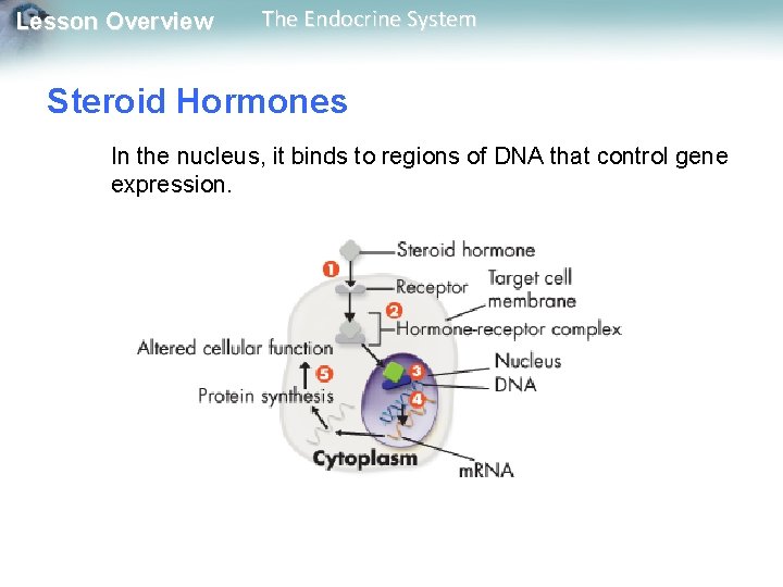 Lesson Overview The Endocrine System Lesson Overview 34