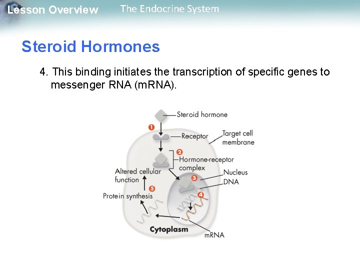 Lesson Overview The Endocrine System Lesson Overview 34