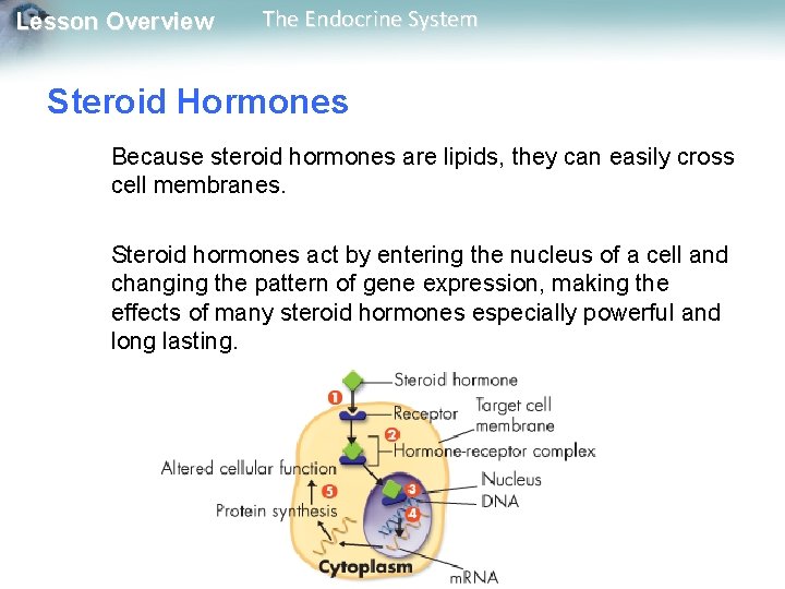 Lesson Overview The Endocrine System Lesson Overview 34